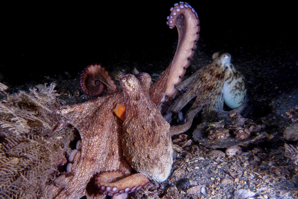 Los pulpos tienden más a explorar con sus brazos frontales, se