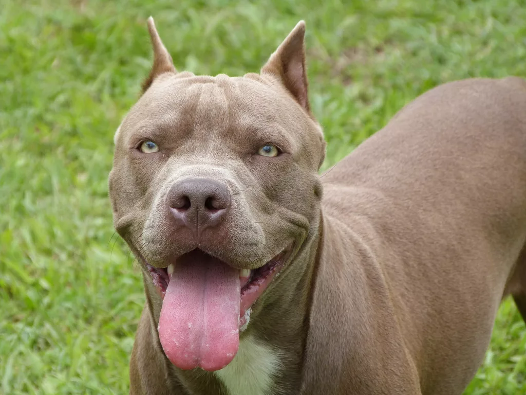 Murió hombre por ataque de su perro Pitbull en la Guaira - Diario La Calle