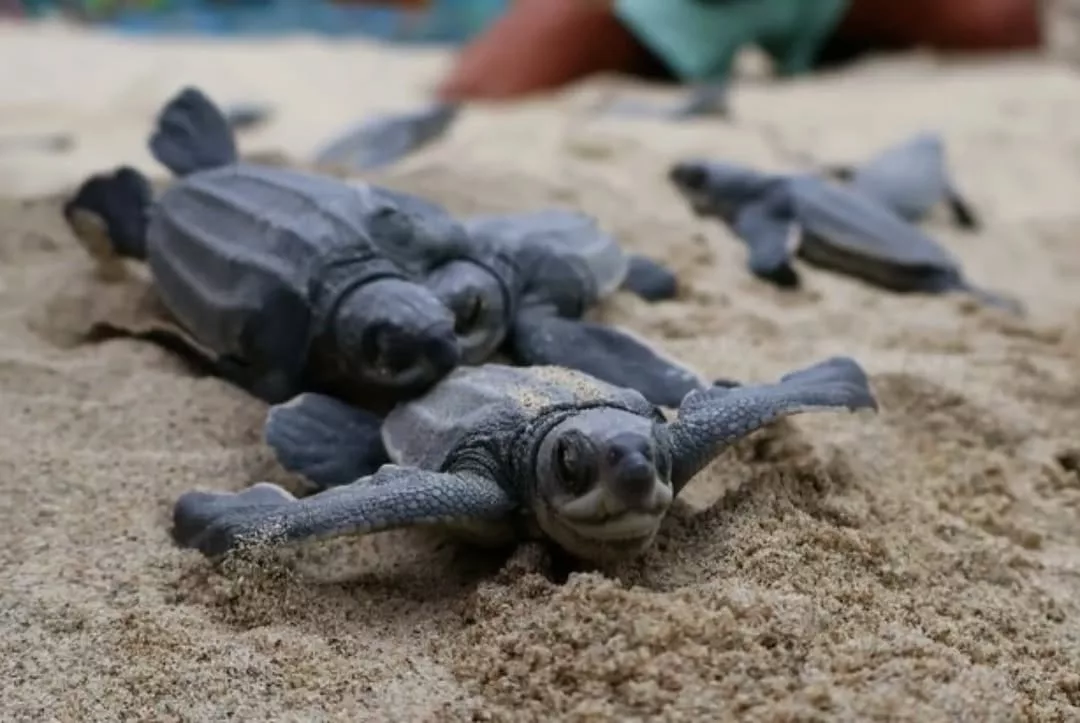 Milagro ecológico en Carabobo:Nacen y son liberados 49 tortuguillos ...